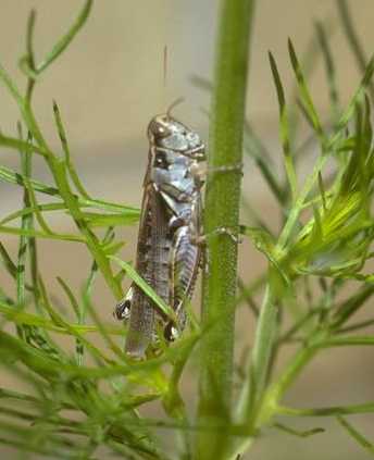 Predator-Prey Relationships — New England Complex Systems Institute
