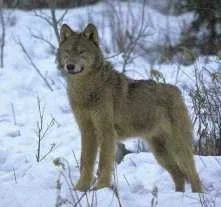 Predator-Prey Relationships — New England Complex Systems Institute