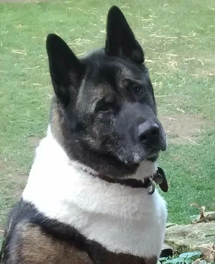 Our Dogs — RADAR RESCUE