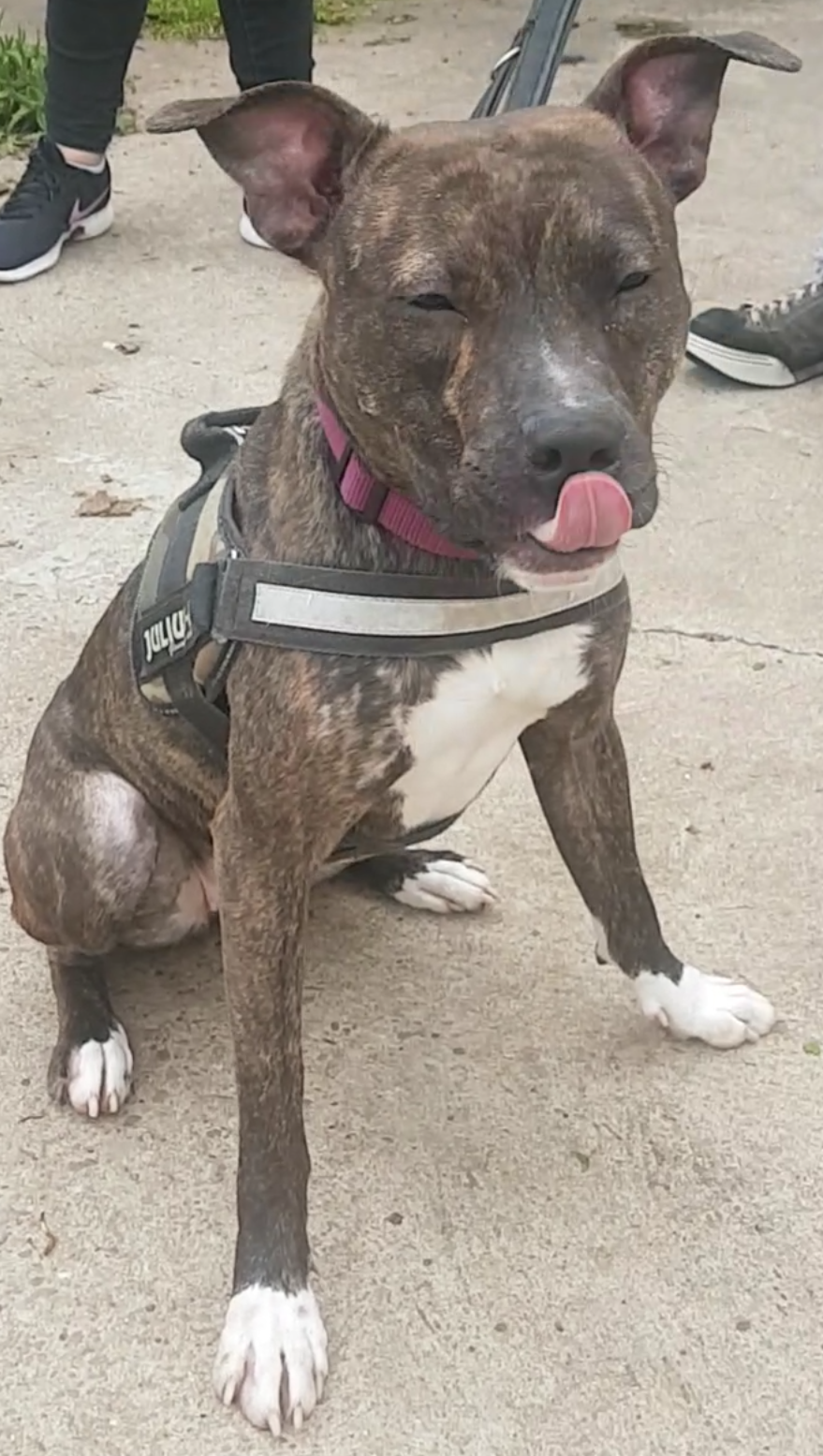 Our Dogs — RADAR RESCUE