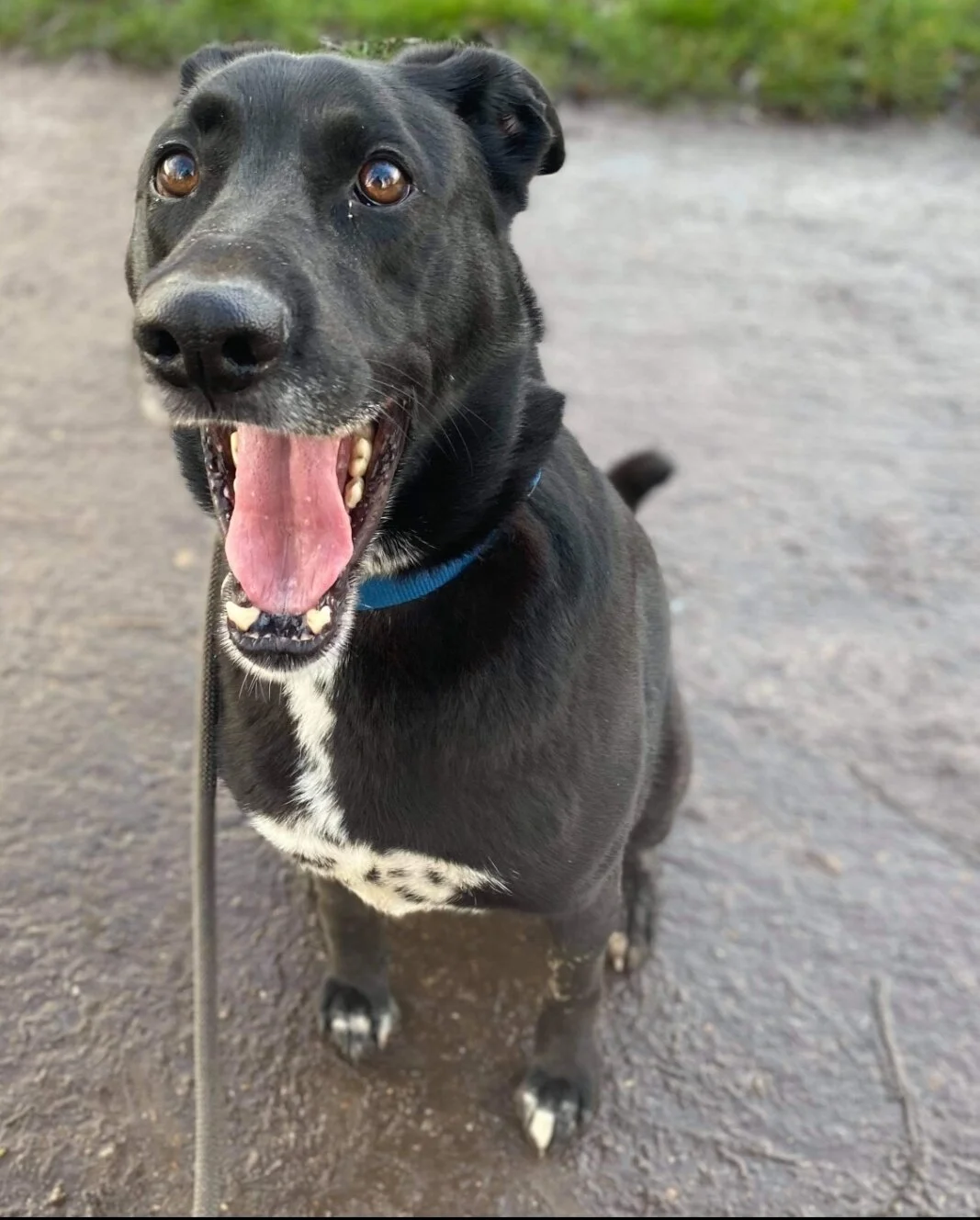 Our Dogs — RADAR RESCUE