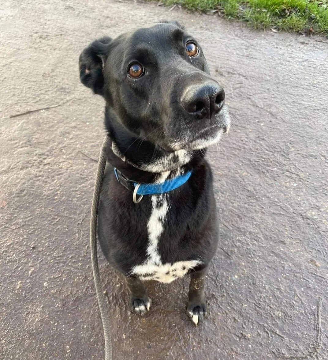 Our Dogs — RADAR RESCUE