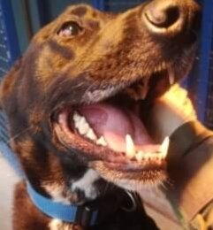 Our Dogs — RADAR RESCUE