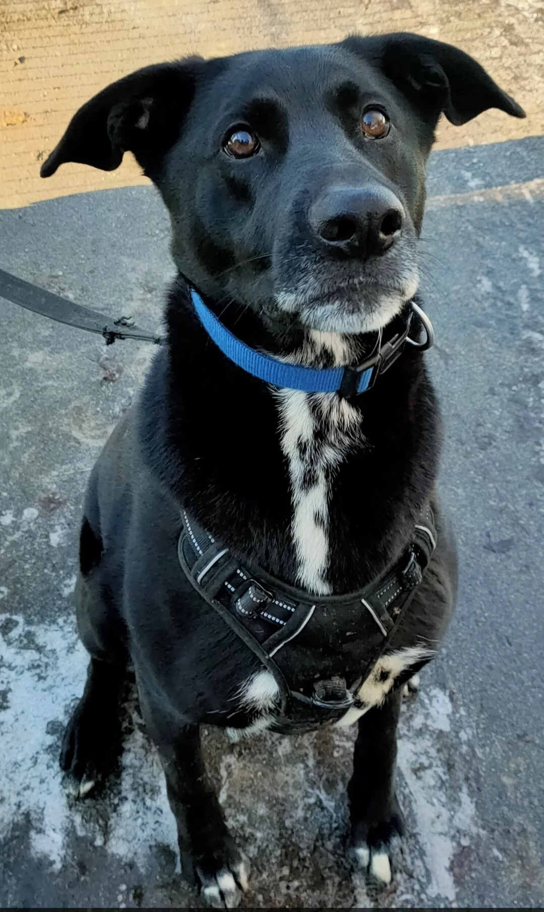 Our Dogs — RADAR RESCUE