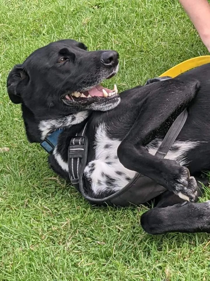 Our Dogs — RADAR RESCUE