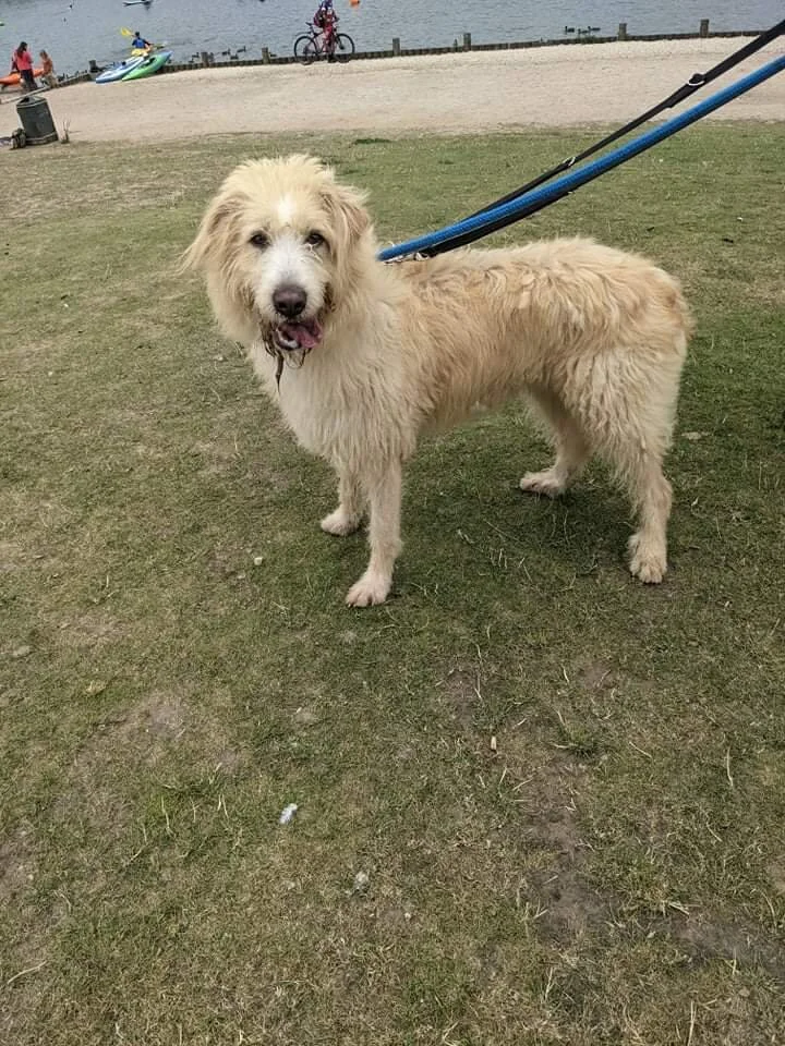 Our Dogs — RADAR RESCUE