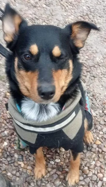 Our Dogs — RADAR RESCUE