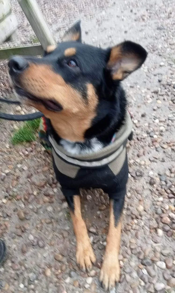 Our Dogs — RADAR RESCUE