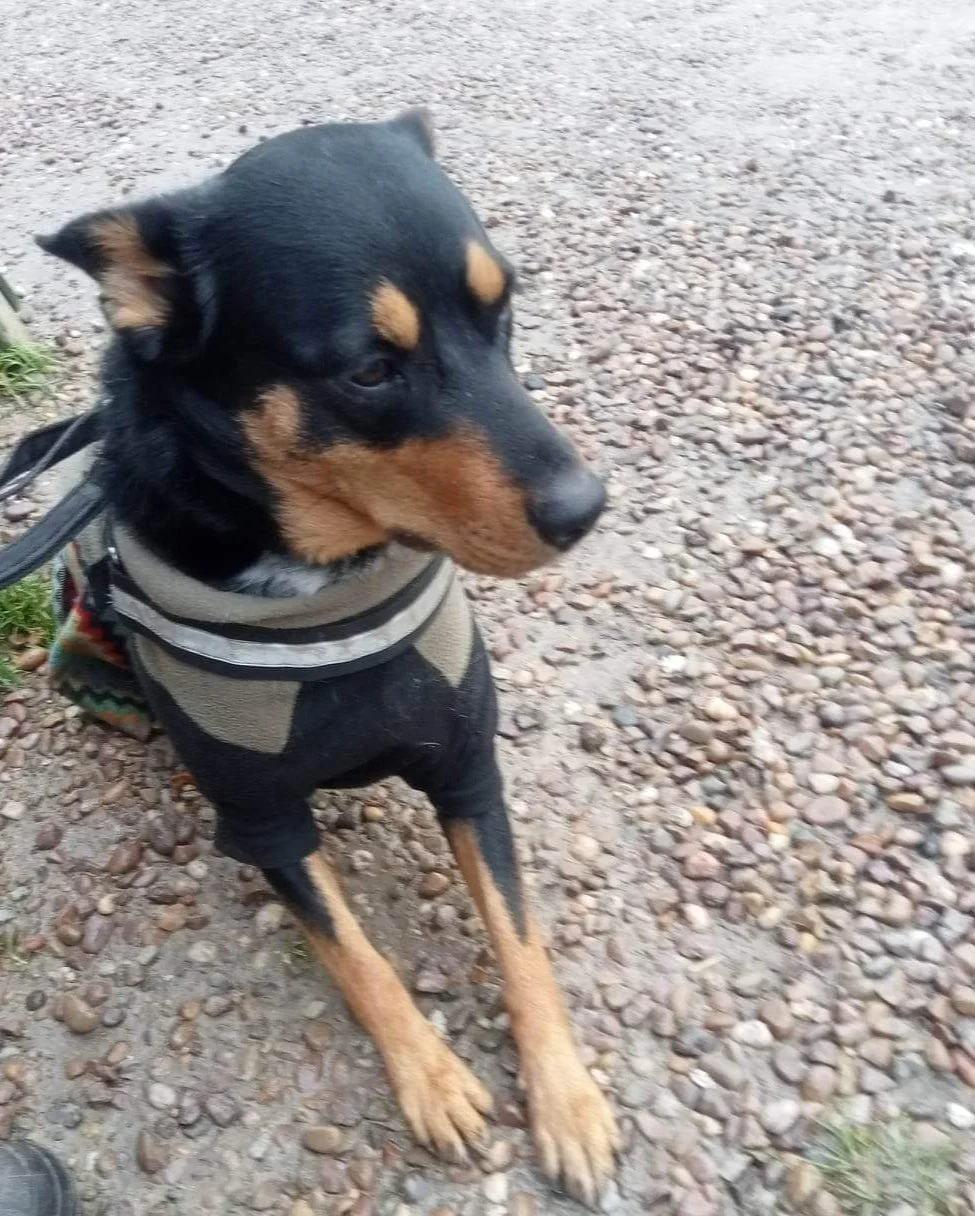 Our Dogs — RADAR RESCUE