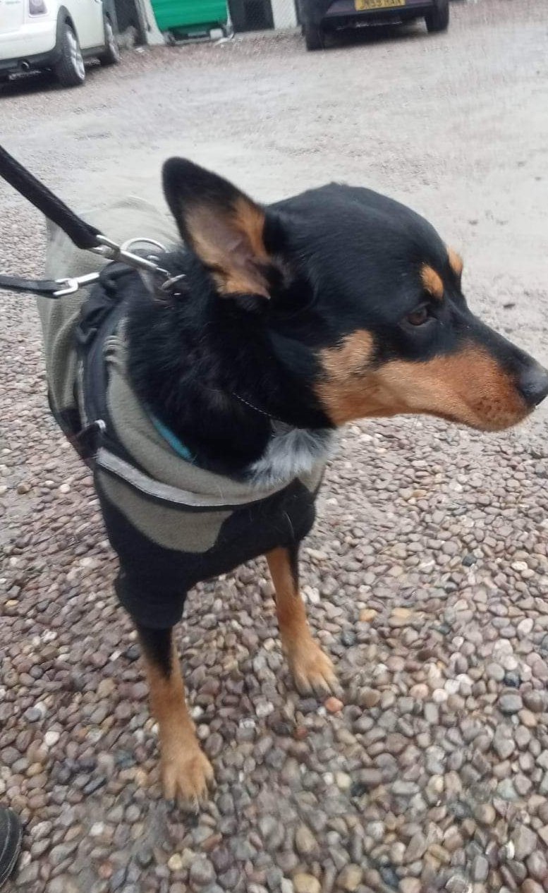 Our Dogs — RADAR RESCUE