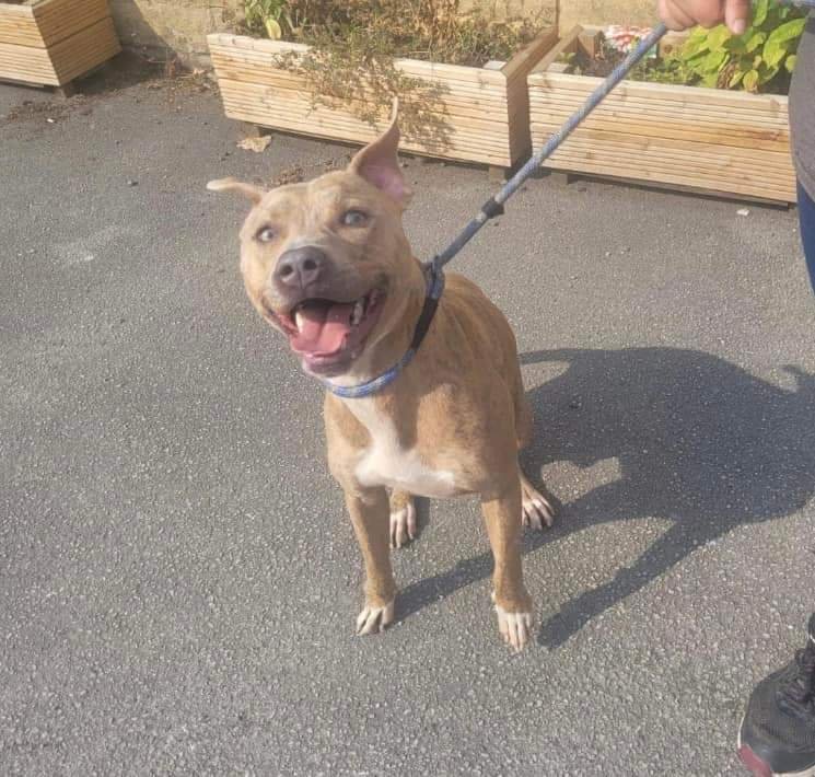 Our Dogs — RADAR RESCUE