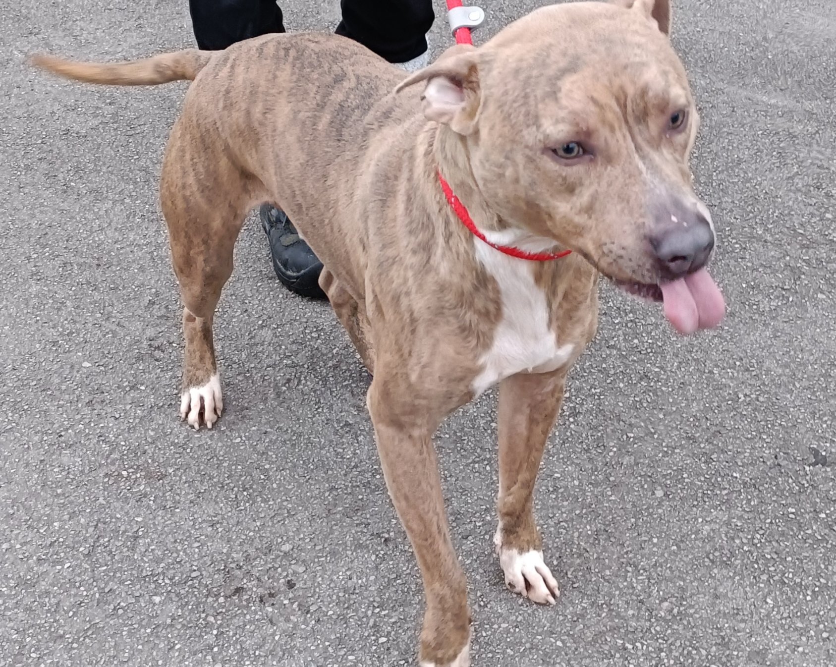 Our Dogs — RADAR RESCUE