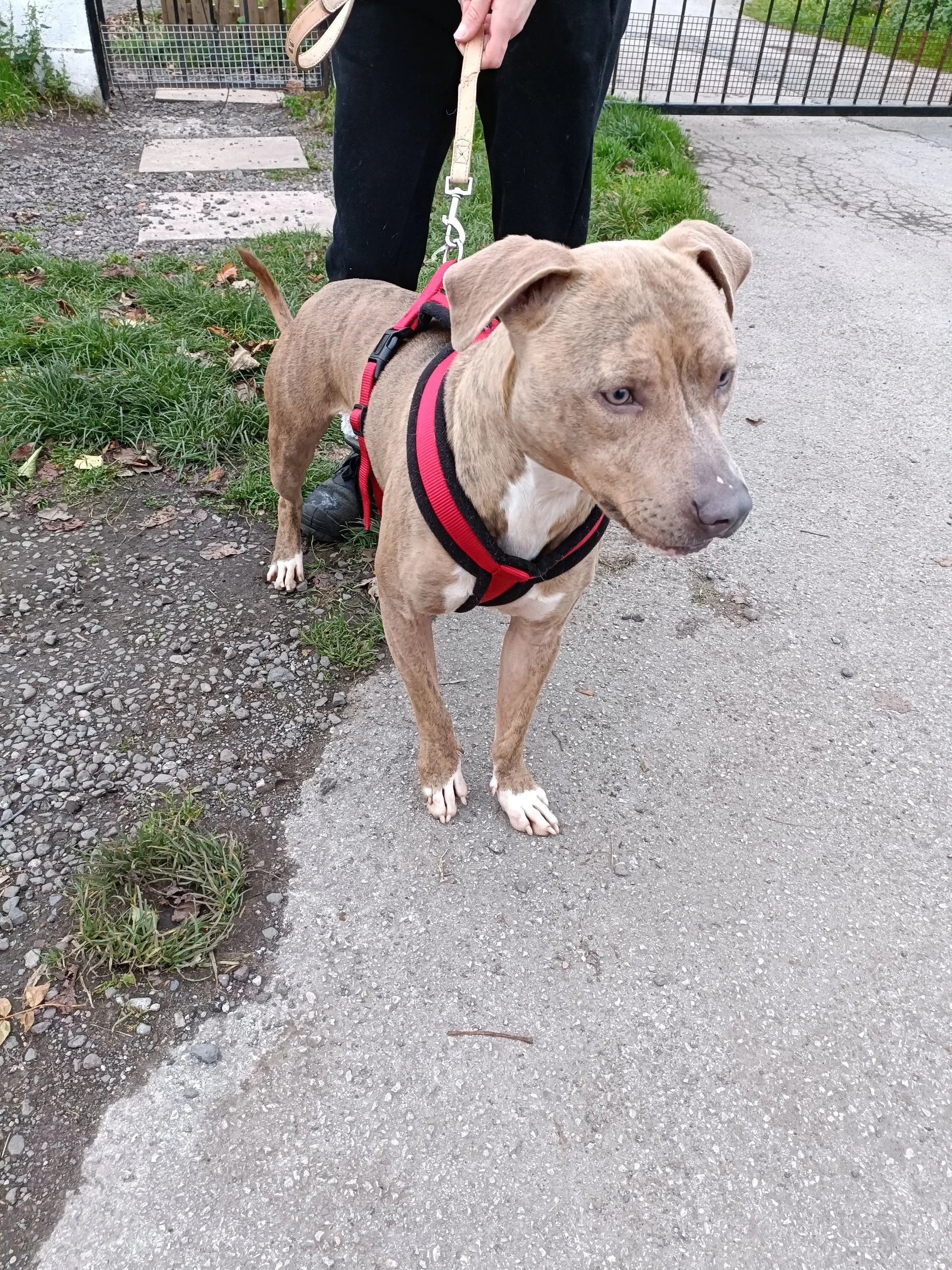 Our Dogs — RADAR RESCUE