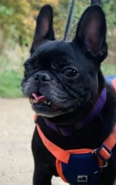 Our Dogs — RADAR RESCUE