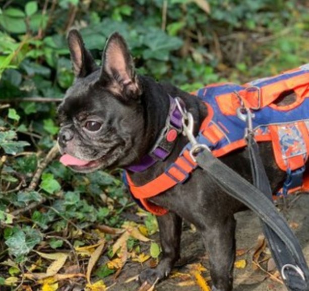 Our Dogs — RADAR RESCUE