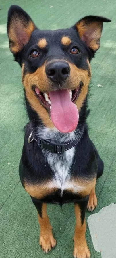 Our Dogs — RADAR RESCUE