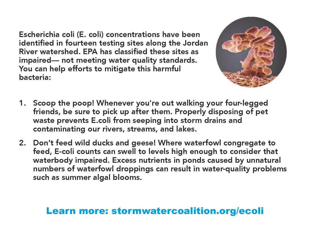 E.coli — Salt Lake County Stormwater Coalition