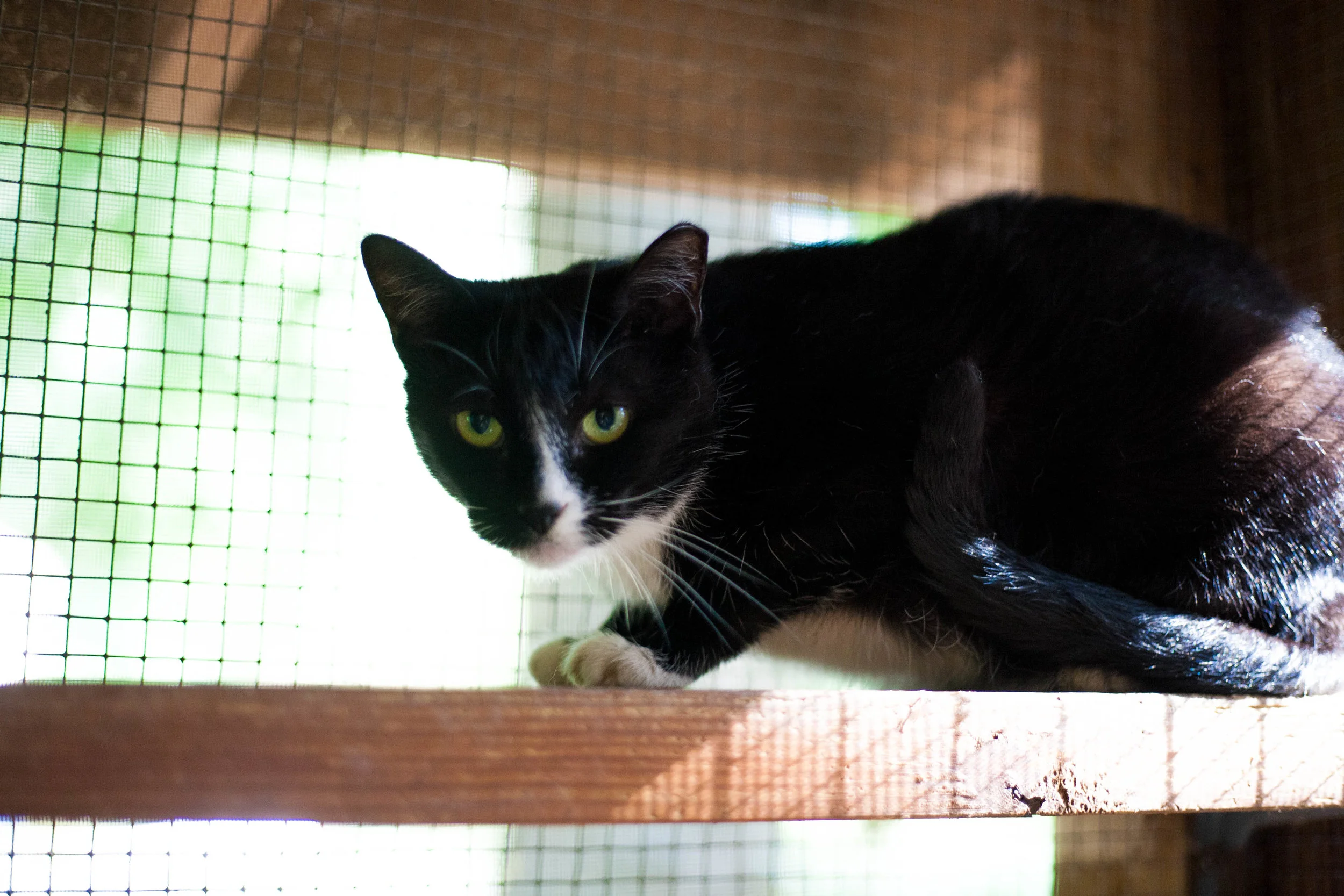 Community Cat Colony Program | Help Reduce Feral Cats — Concerned ...