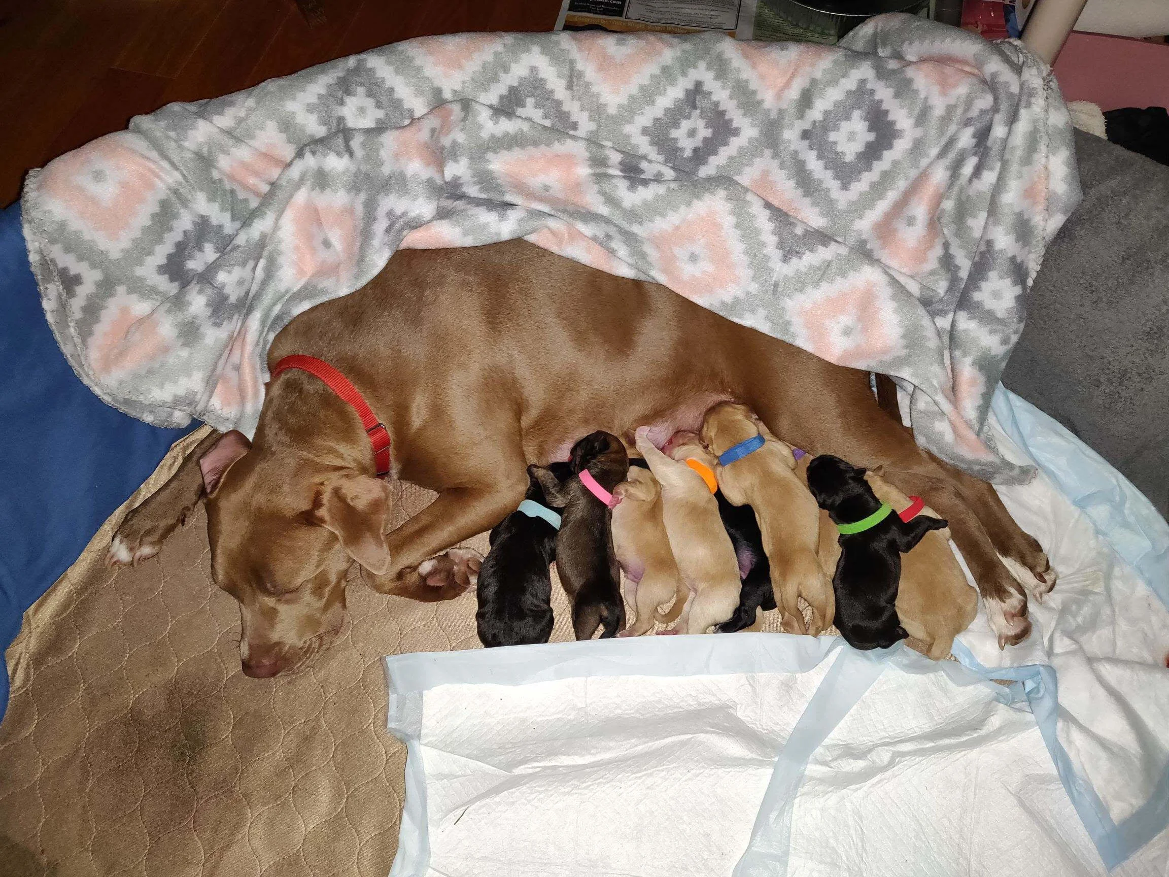 Lots Of Puppies