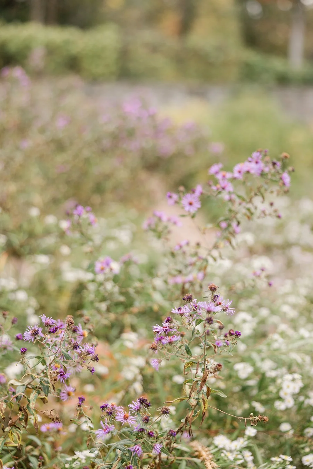 Cross Estate Gardens Summer Engagement — Lizzie Burger Photography | NY & NJ Wedding Photographer