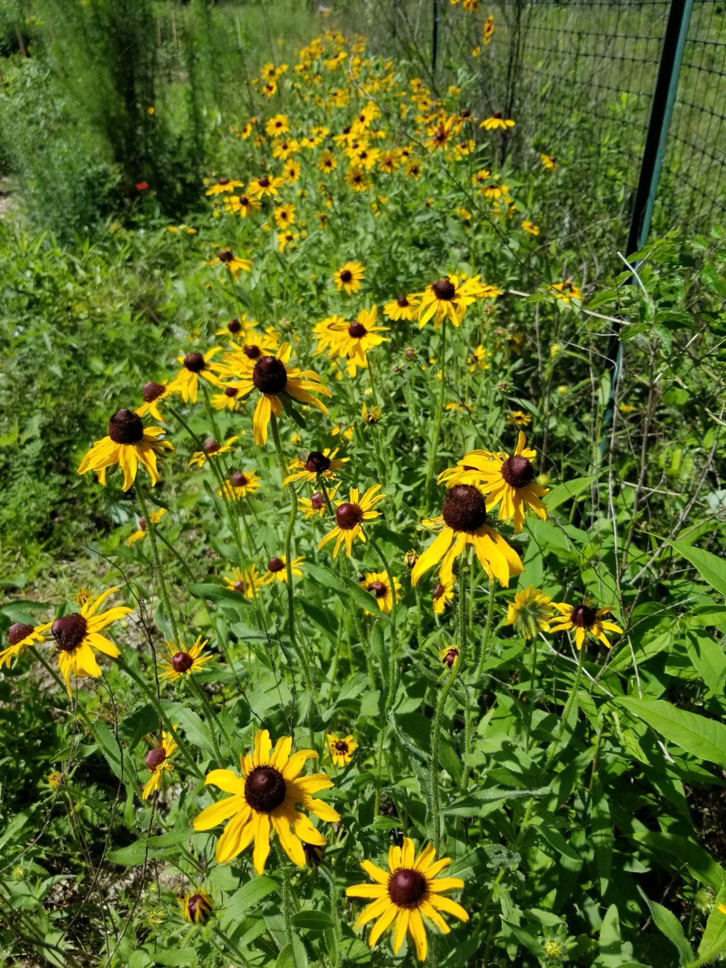 About — Gratitude Botanical Farm