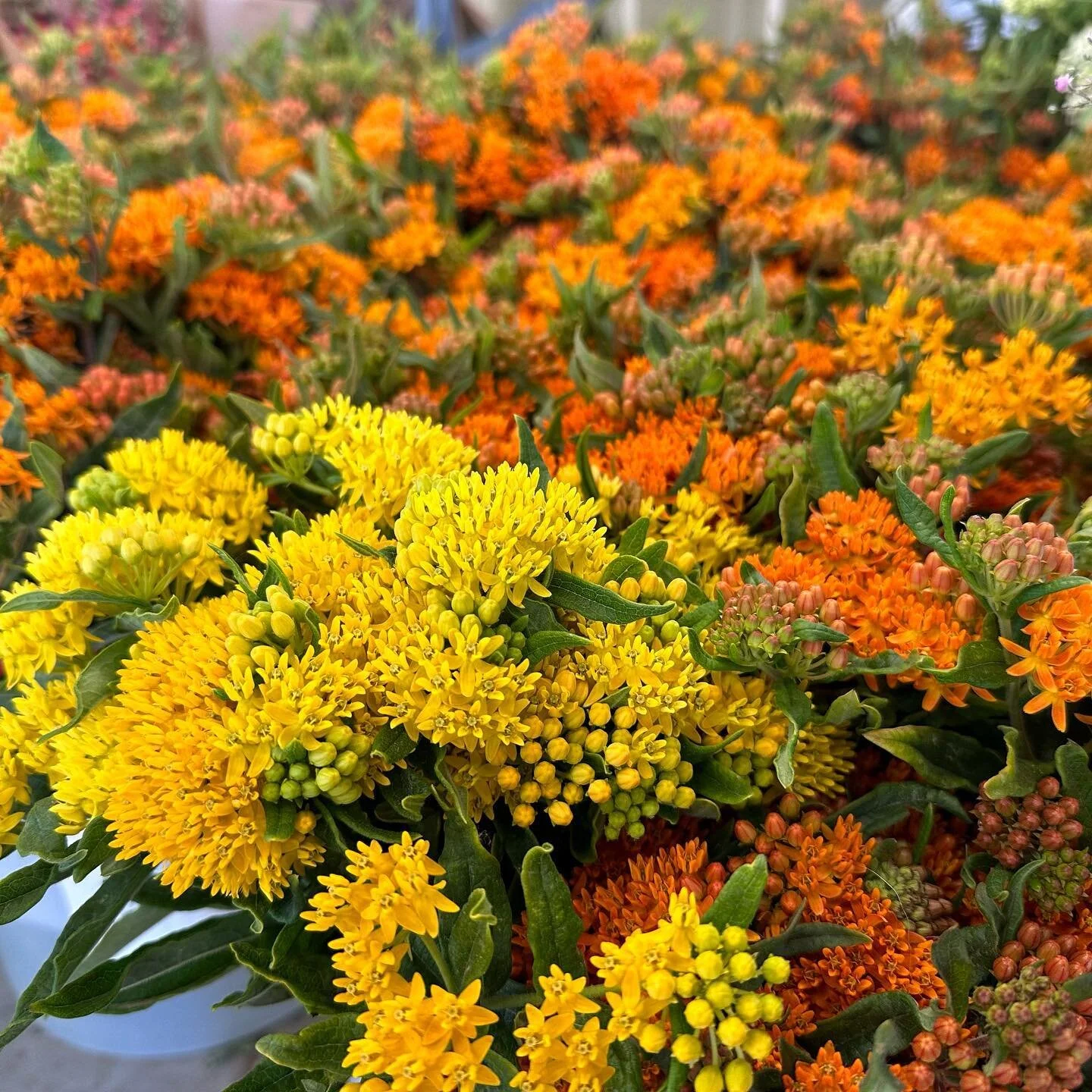 Florage