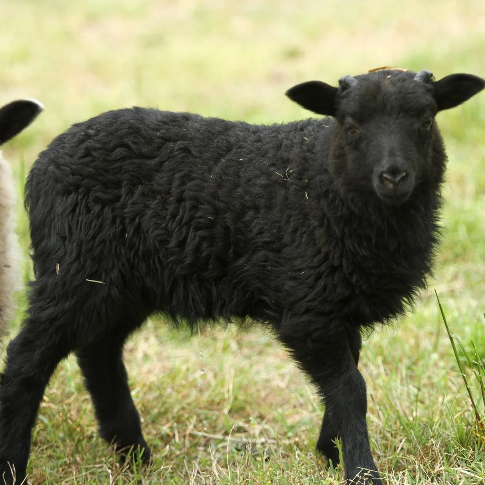 Sheep For Sale — Leatherwood Creek Farm