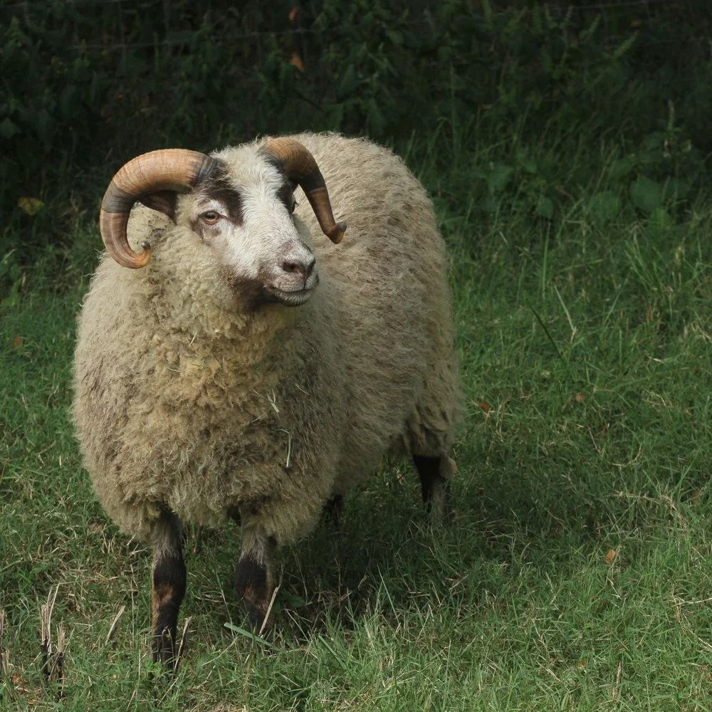 Sheep For Sale — Leatherwood Creek Farm
