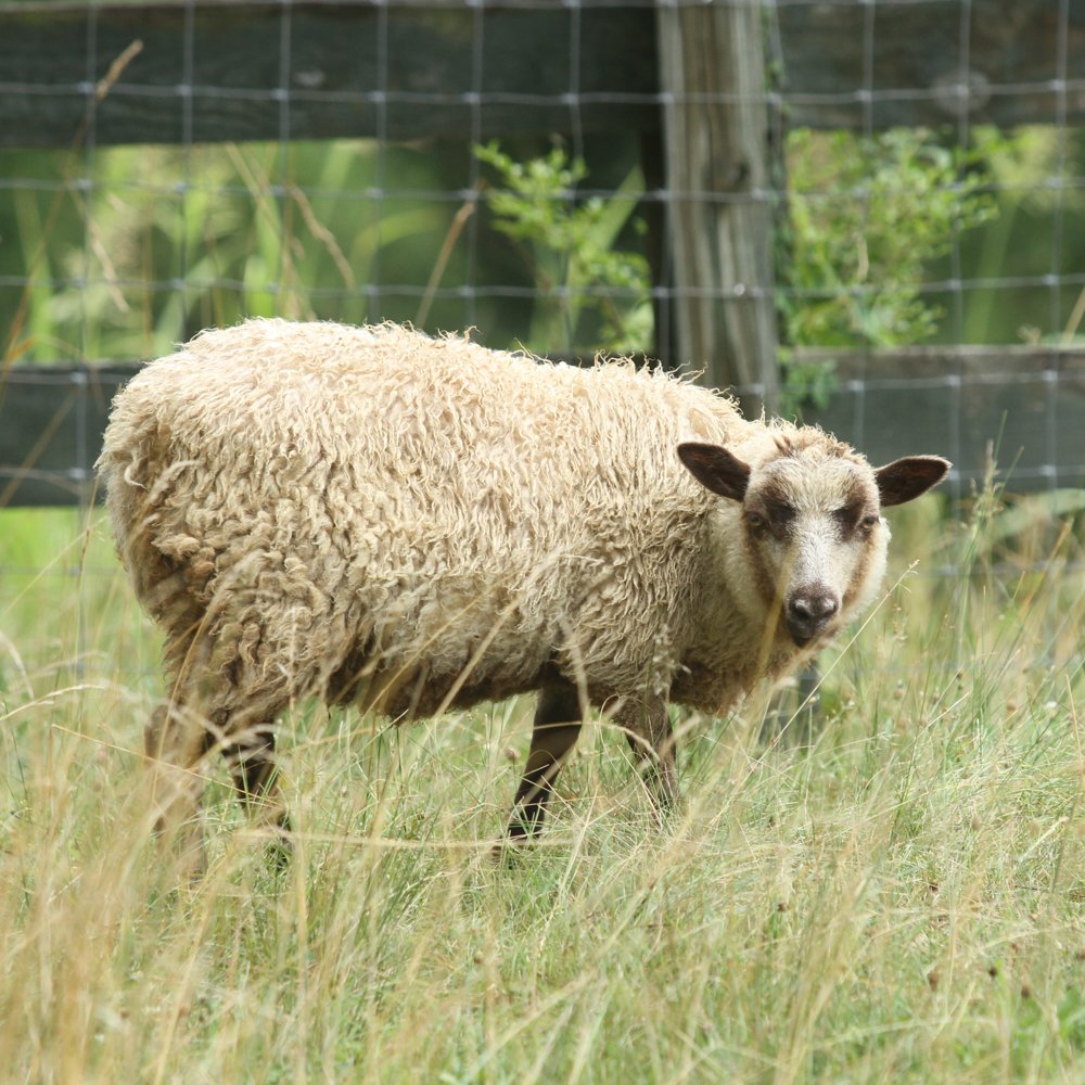 Sheep For Sale — Leatherwood Creek Farm