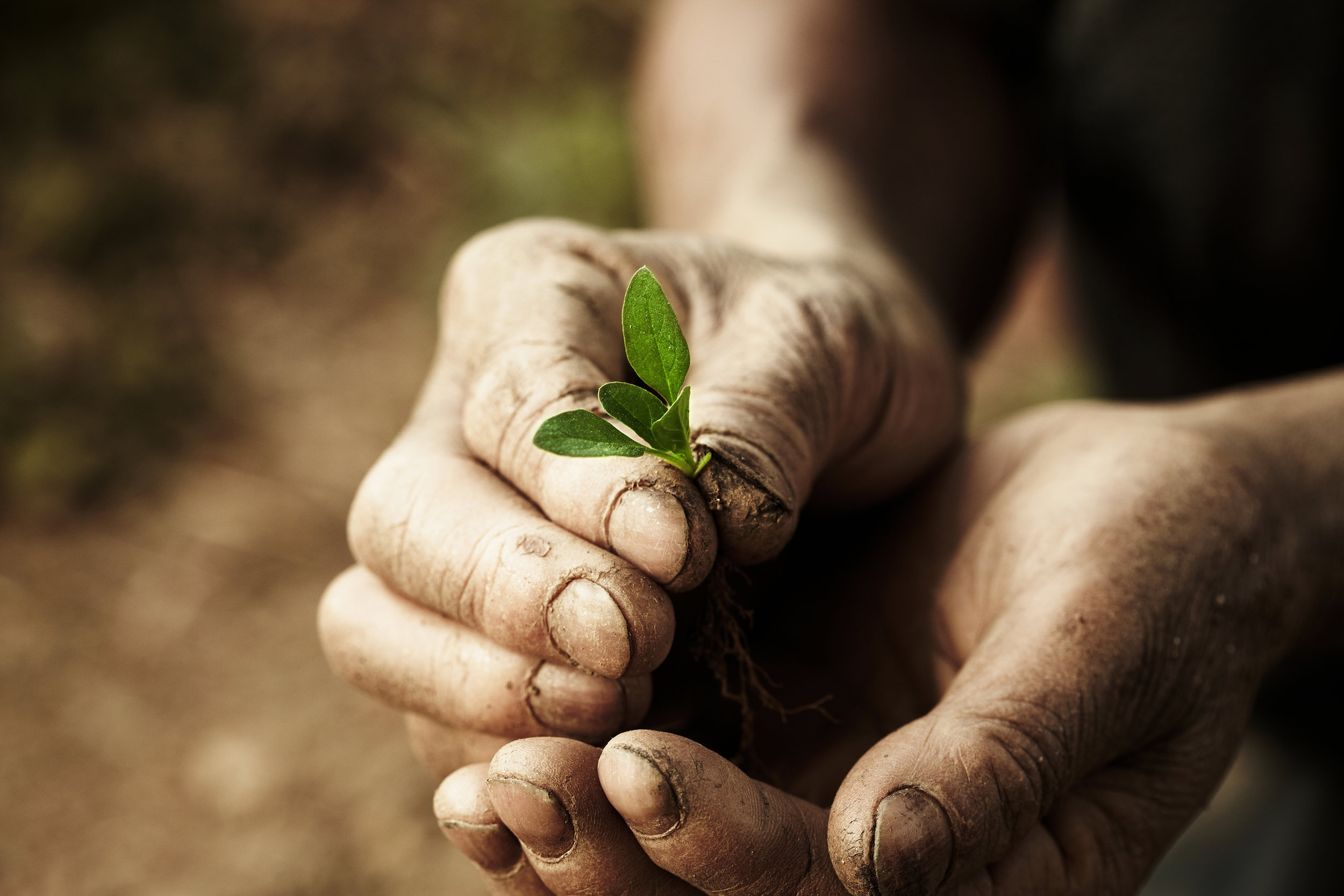 Roots of Peace