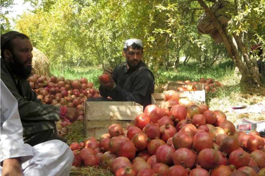 Afghanistan — Roots of Peace