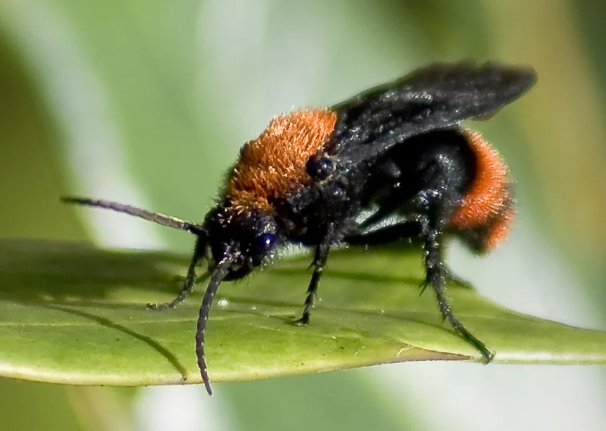 The Many Faces of Buzzing Bugs — The Matthews Beacon, LLC