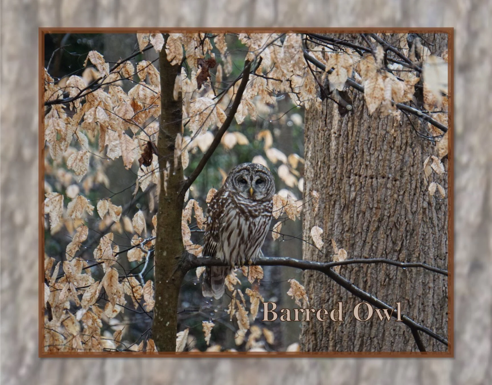 Birding While In Isolation — The Matthews Beacon, LLC