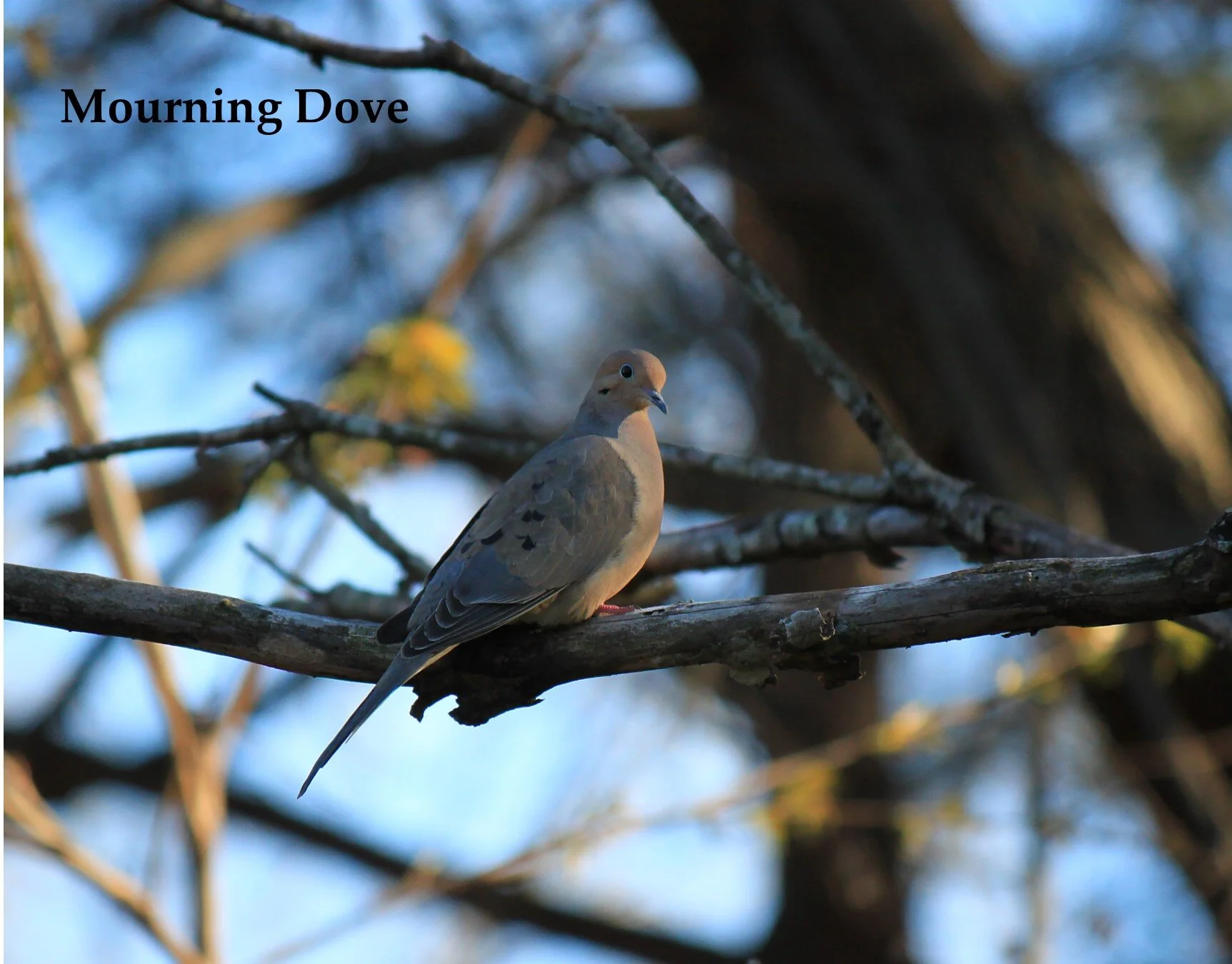Birding While In Isolation — The Matthews Beacon, LLC