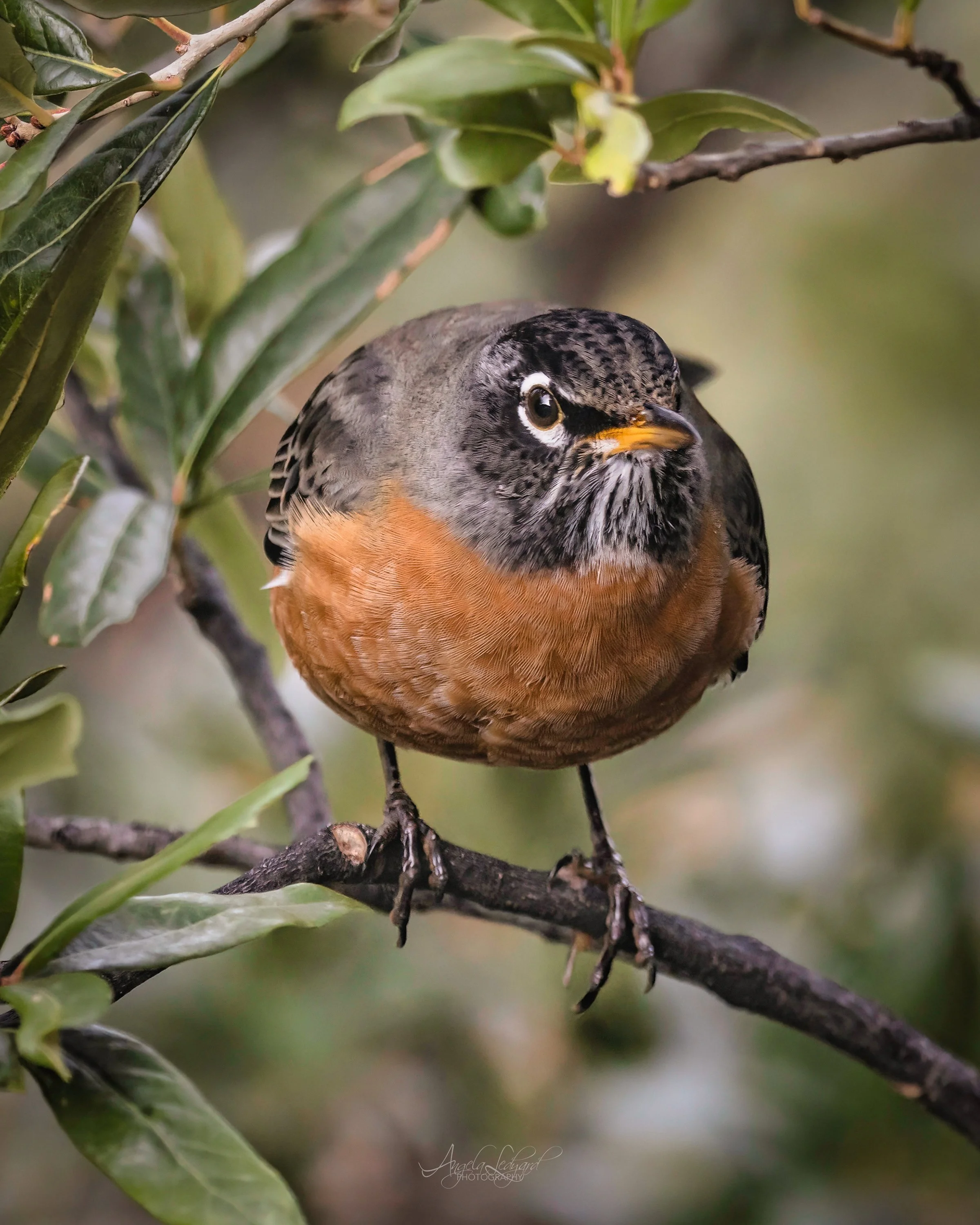 Wildlife — Angela Ledyard