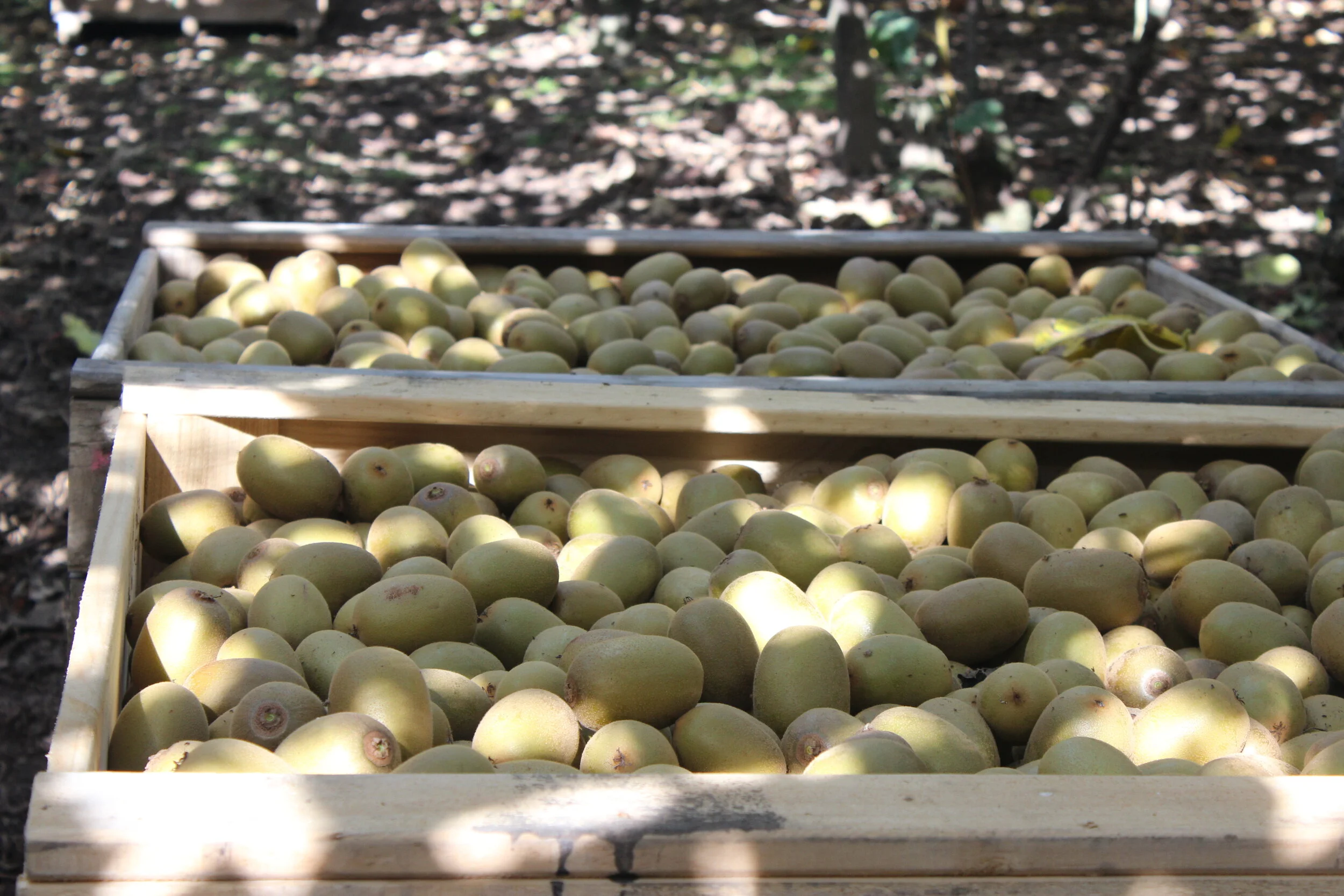 Brix Group - Experts In Orchard Development