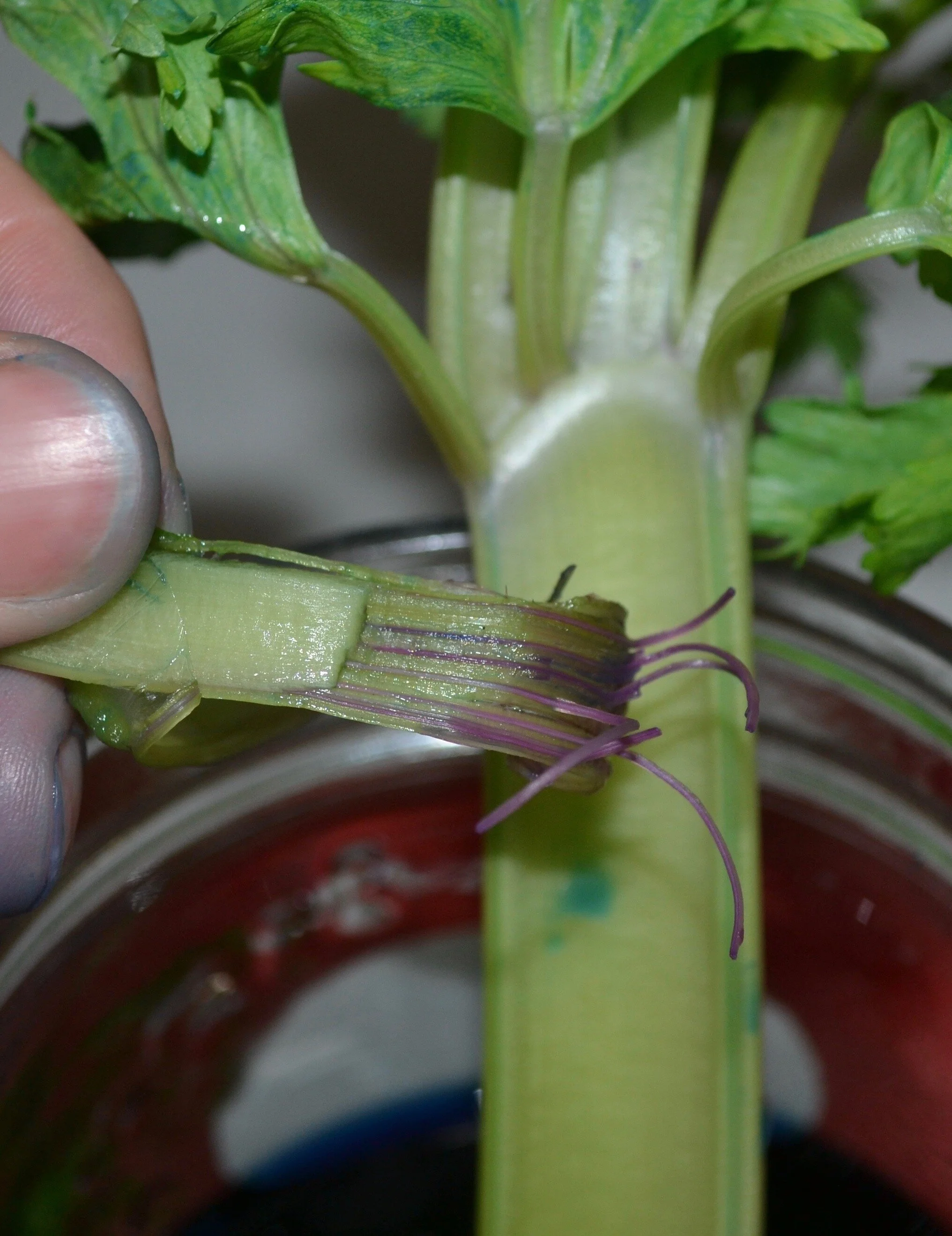 How Plants Grow - Celery Experiment | Growing Chefs!