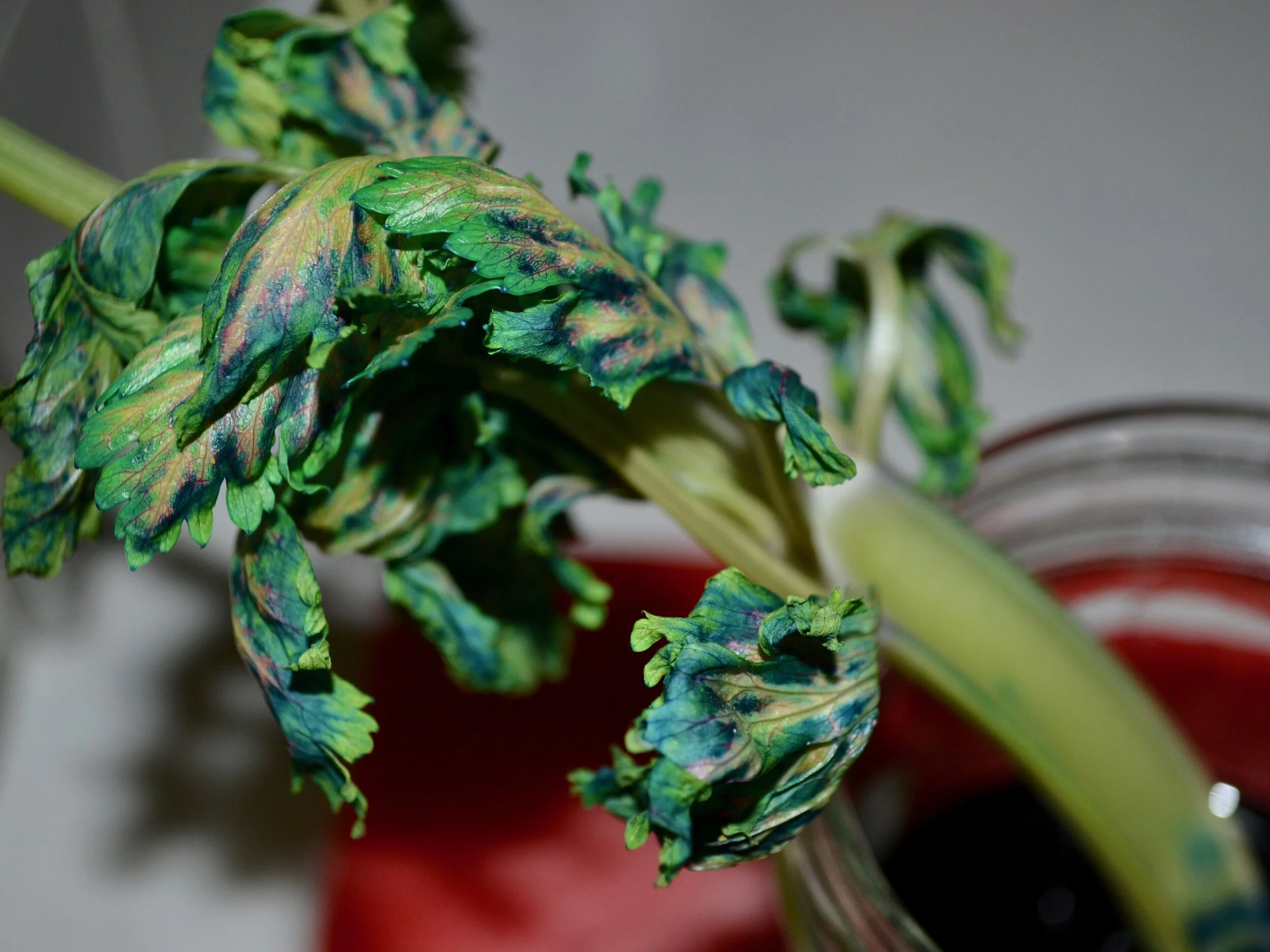 How Plants Grow - Celery Experiment | Growing Chefs!