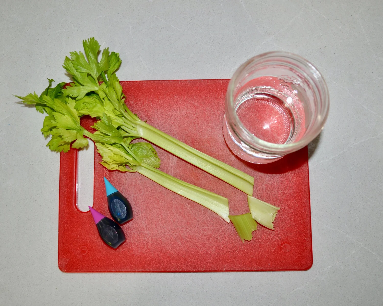 How Plants Grow - Celery Experiment | Growing Chefs!