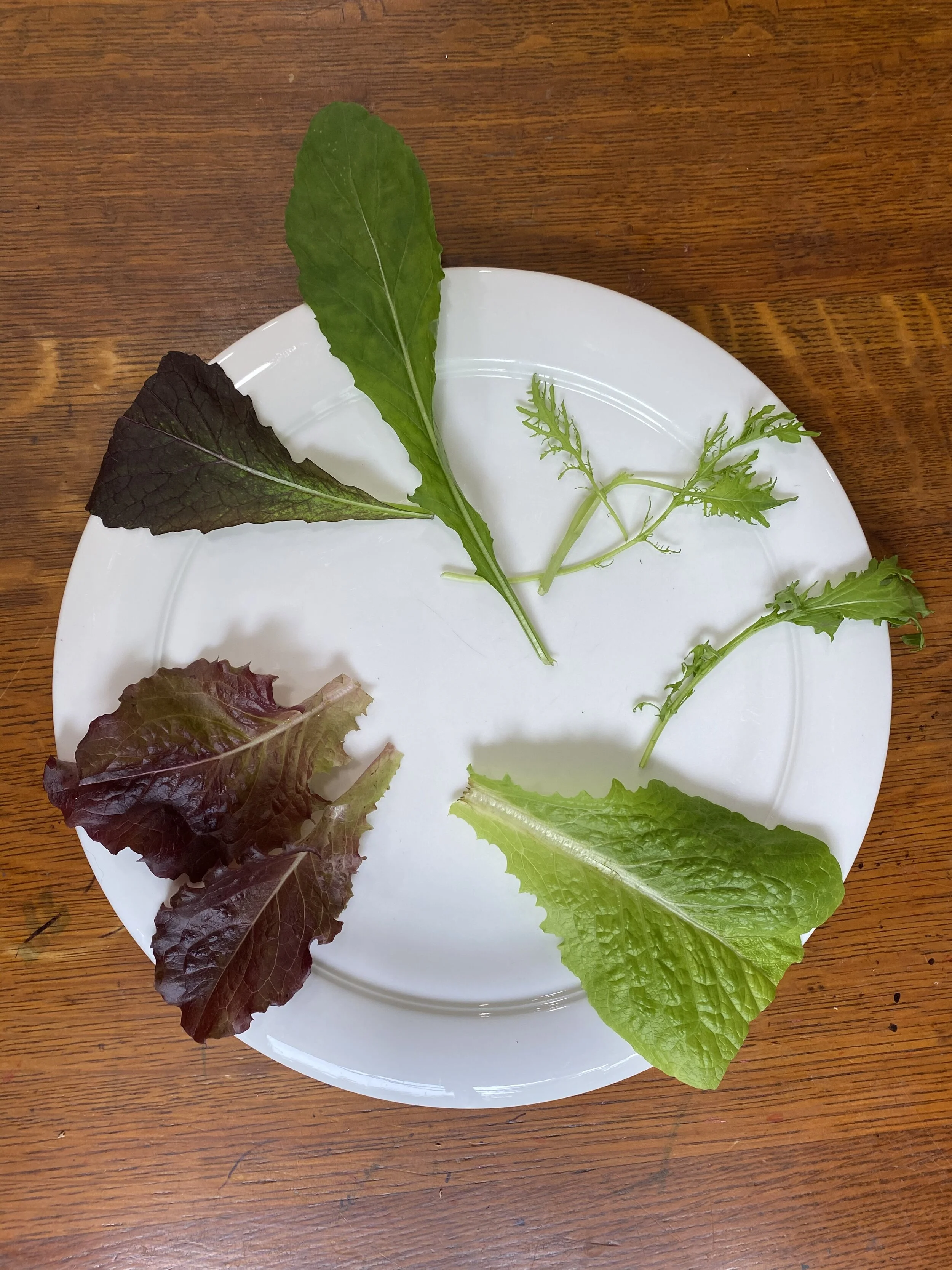 Lettuce Explore! A Lettuce Taste Test | Growing Chefs!
