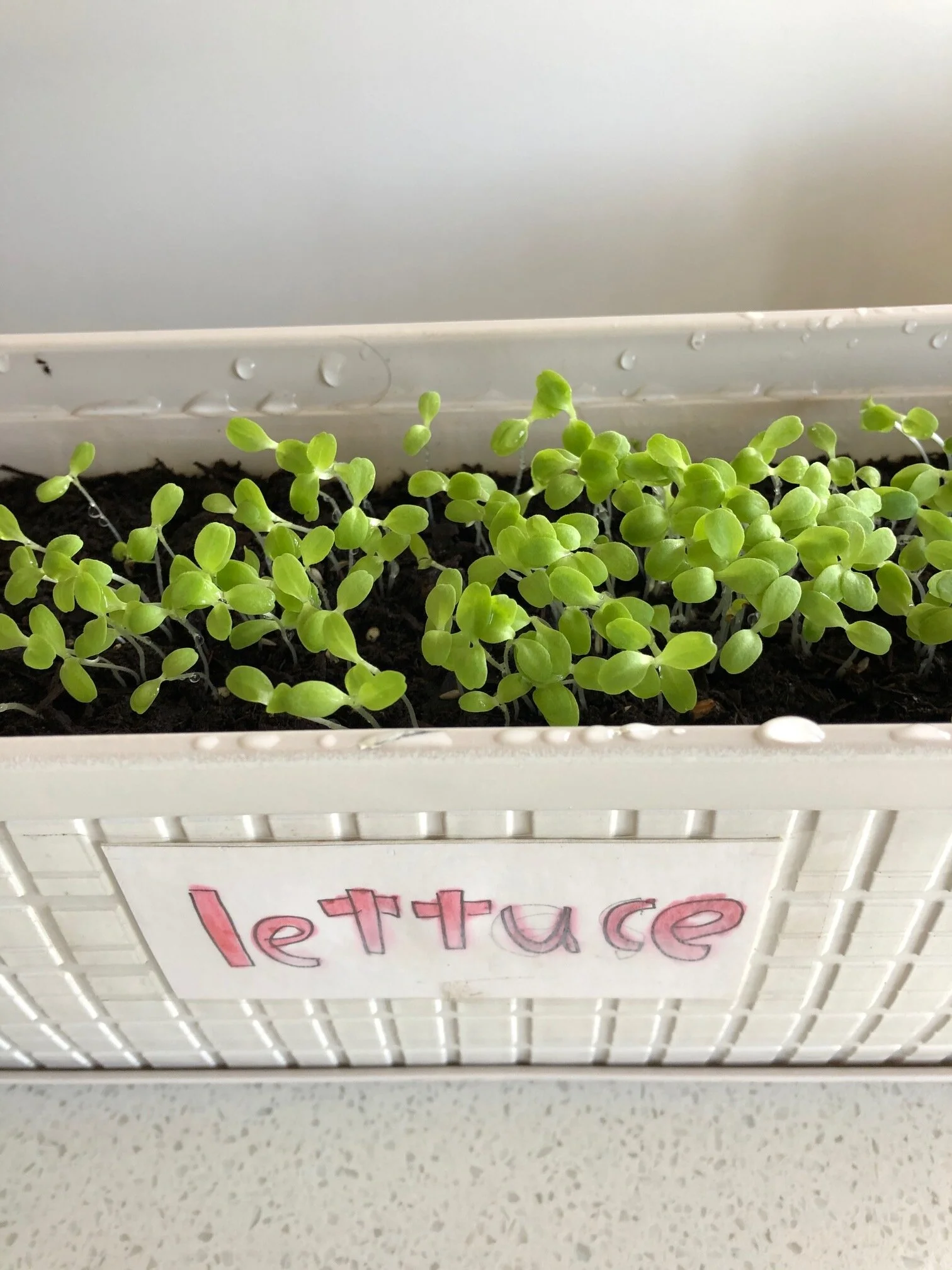 Growing Chefs! Programs Went Virtual | Growing Chefs!