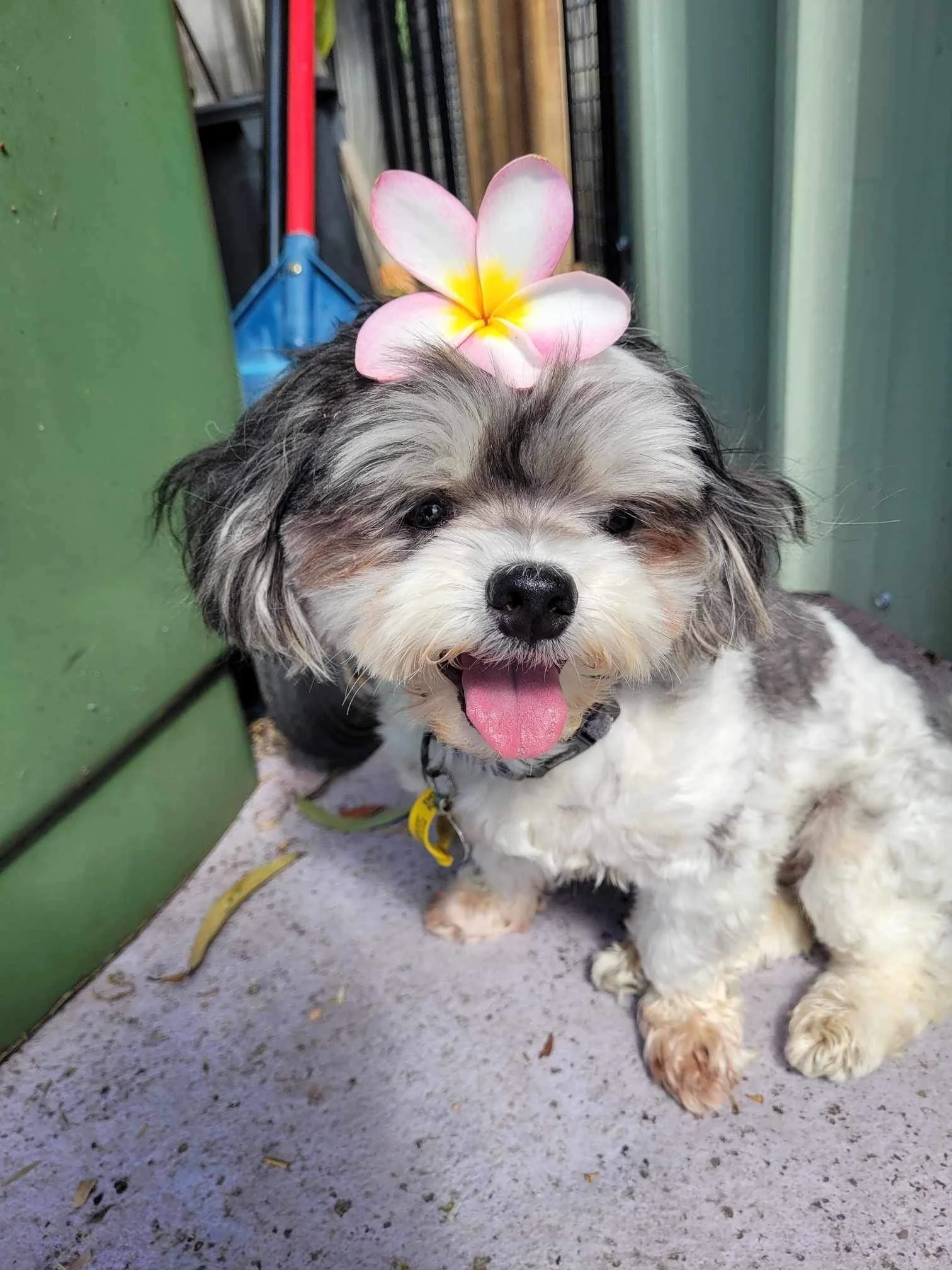 KENNELS — Rosemary's House for Dogs & Cats