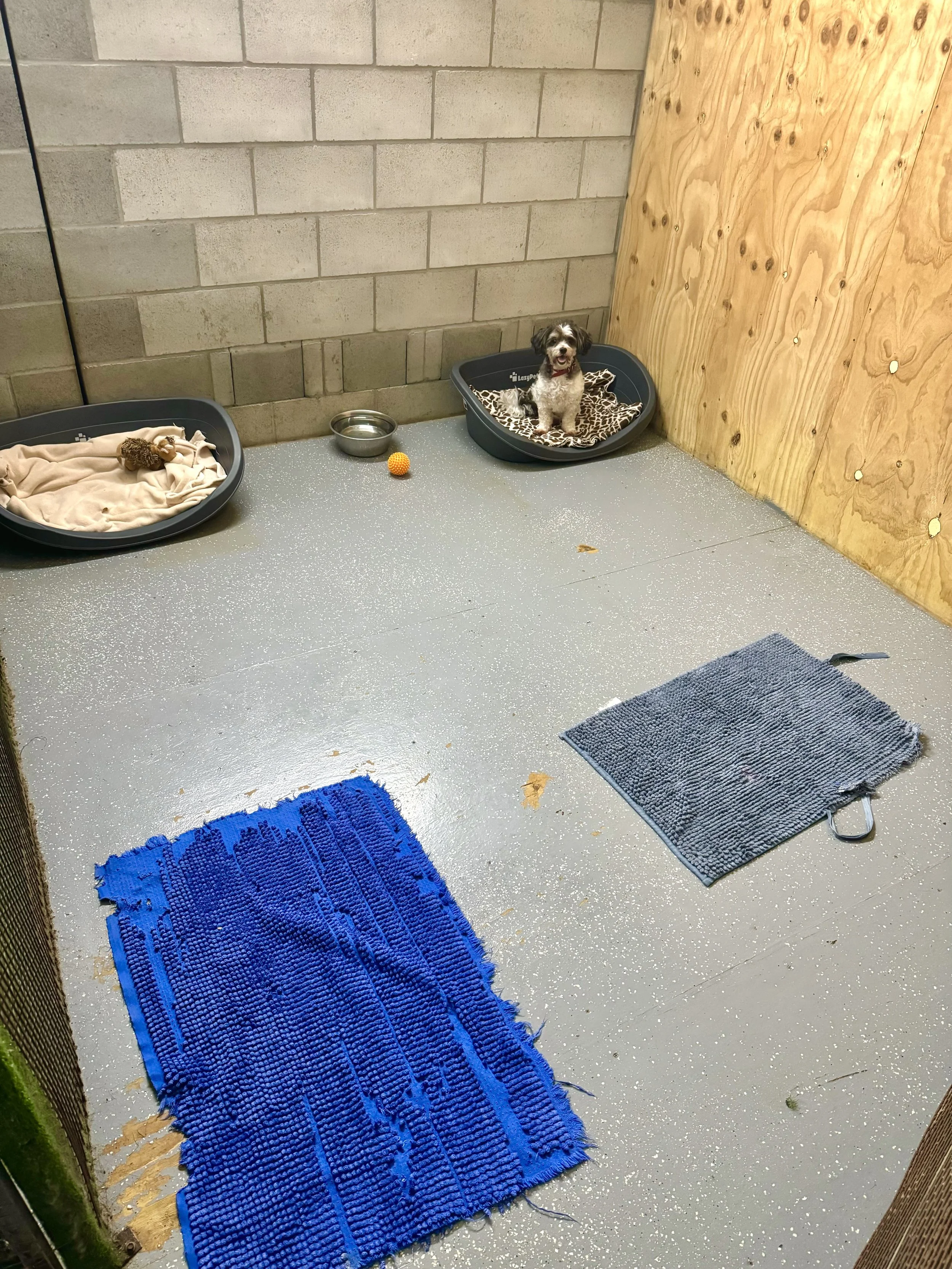 Rosemary's House for Dogs & Cats