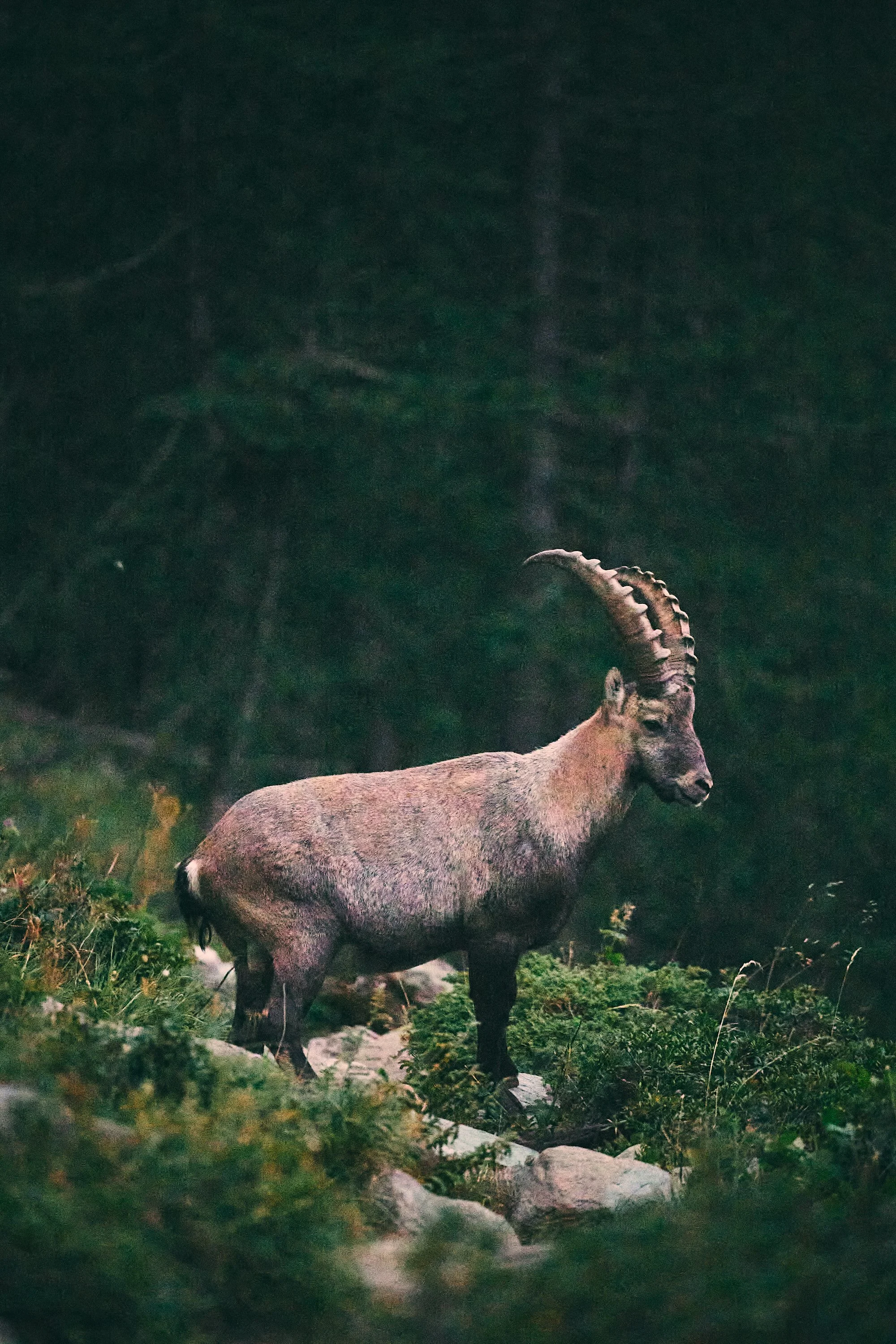 Best Wildlife Photography Cameras for Beginners in 2025 (Top Picks ...