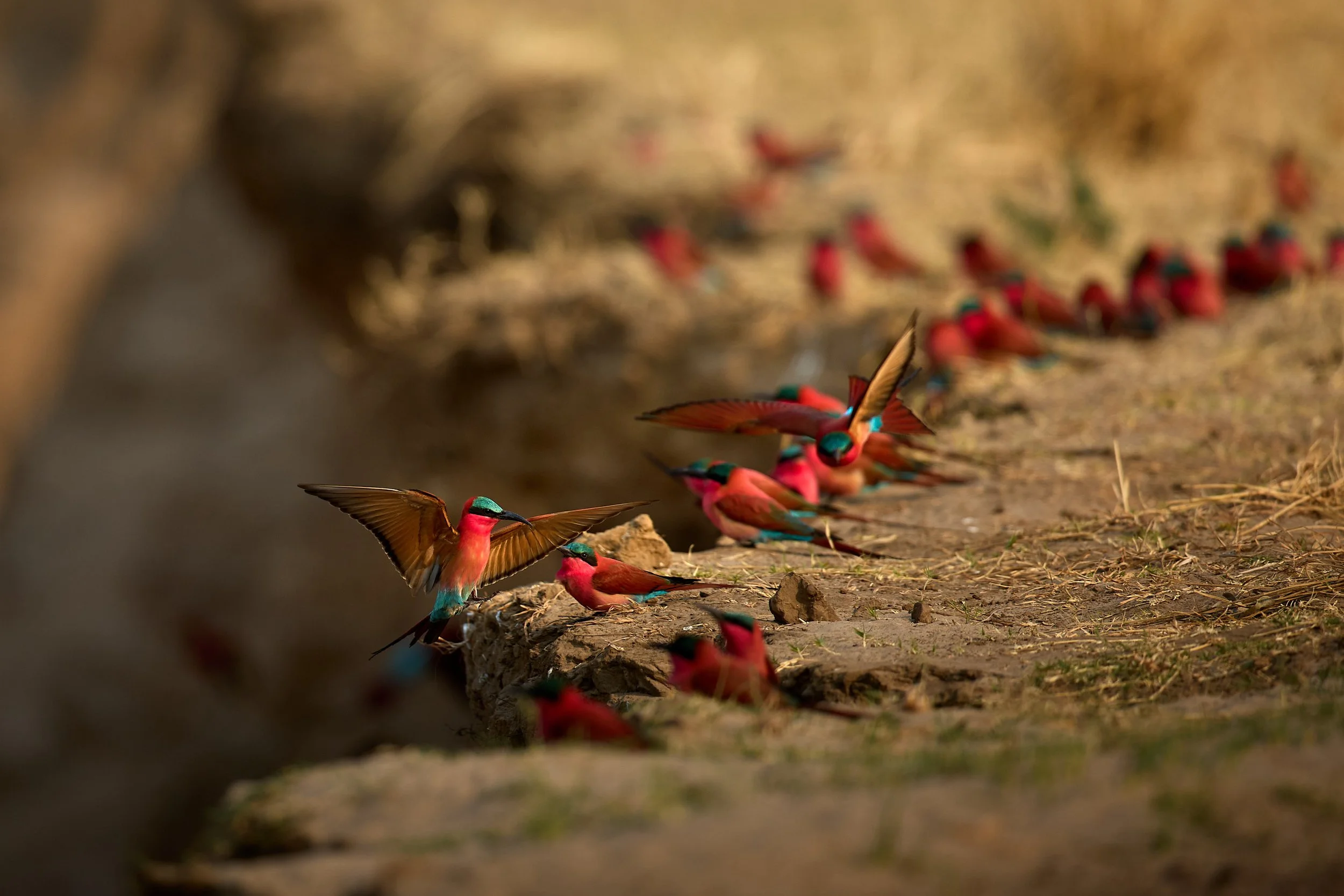 Eye‑AF and Tracking in 2026: How AI Is Changing Wildlife Photography ...