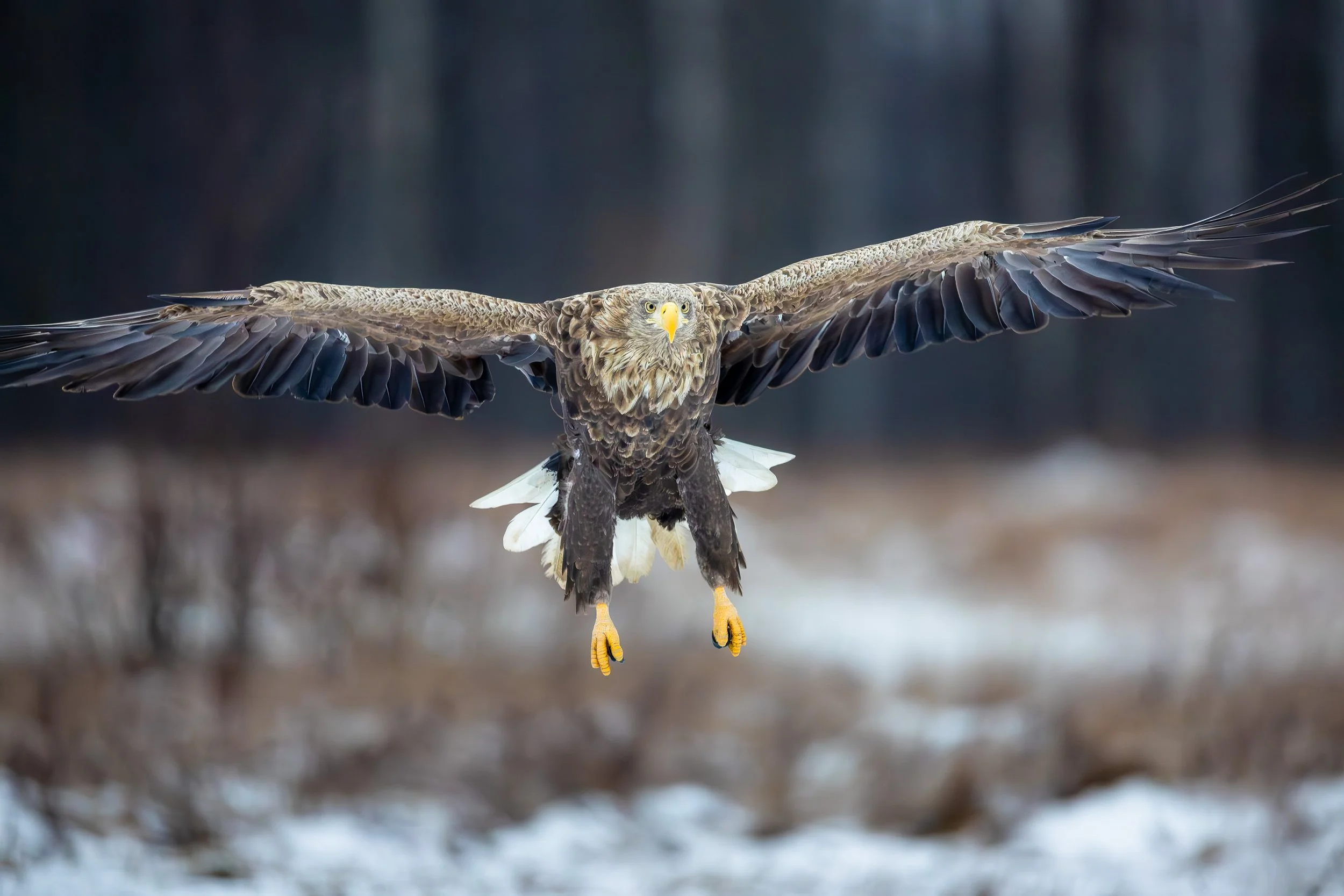Eye‑AF and Tracking in 2026: How AI Is Changing Wildlife Photography ...