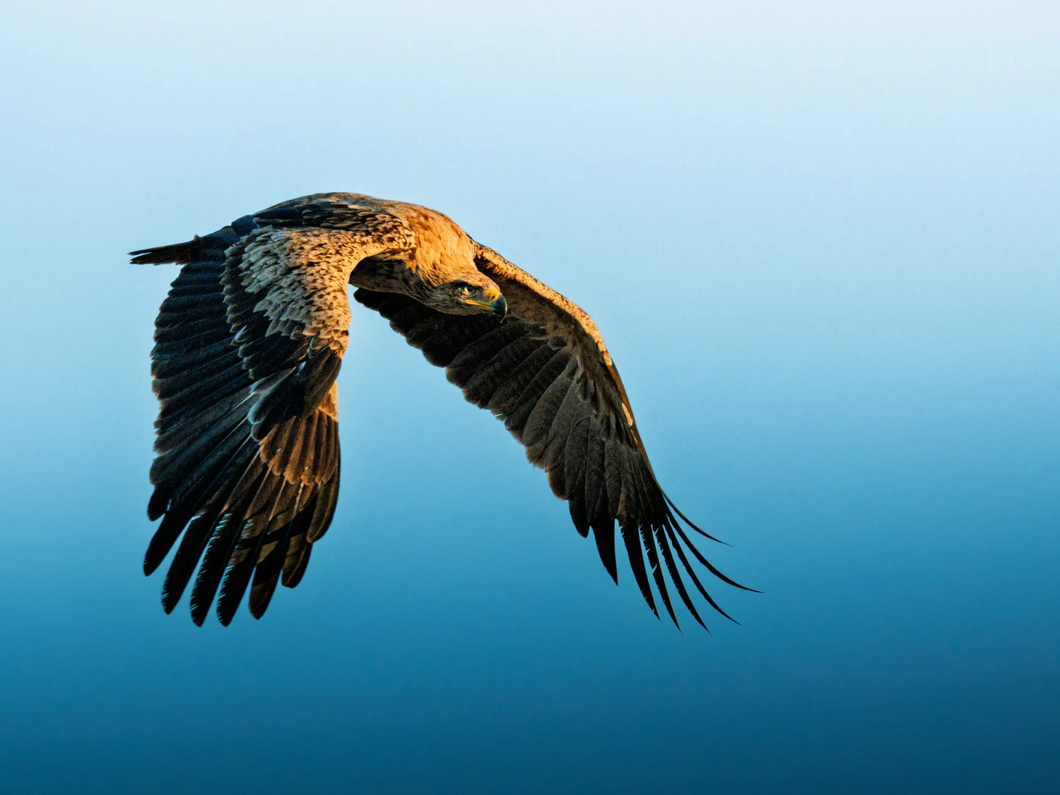 Eye‑AF and Tracking in 2026: How AI Is Changing Wildlife Photography ...