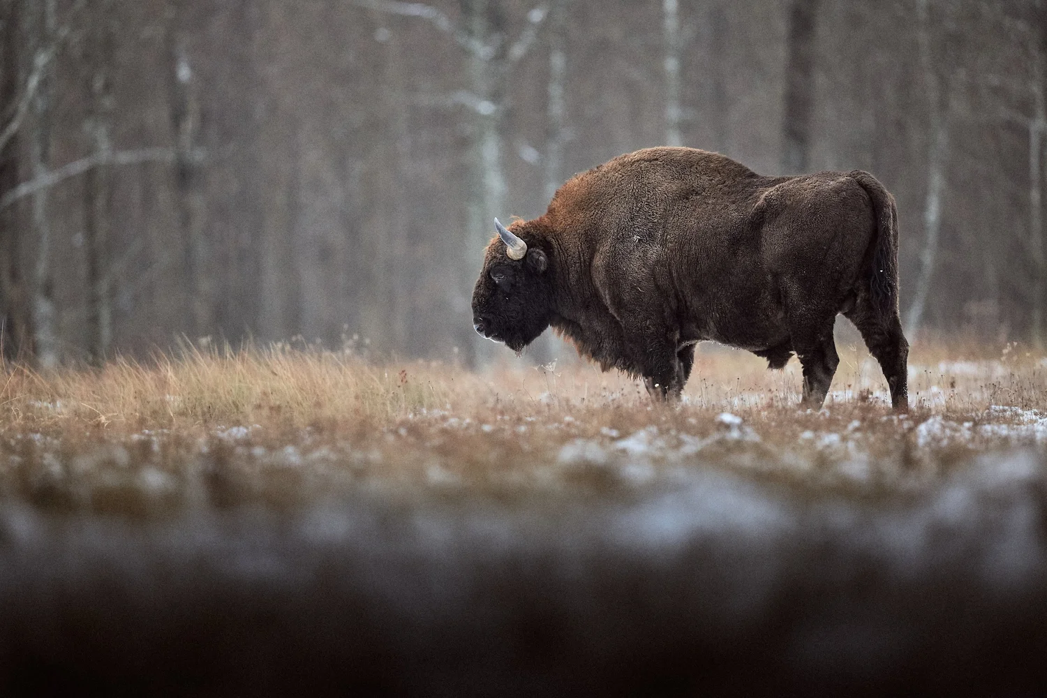 7 Rules for Ethical Wildlife Photography Every Photographer Should Know ...