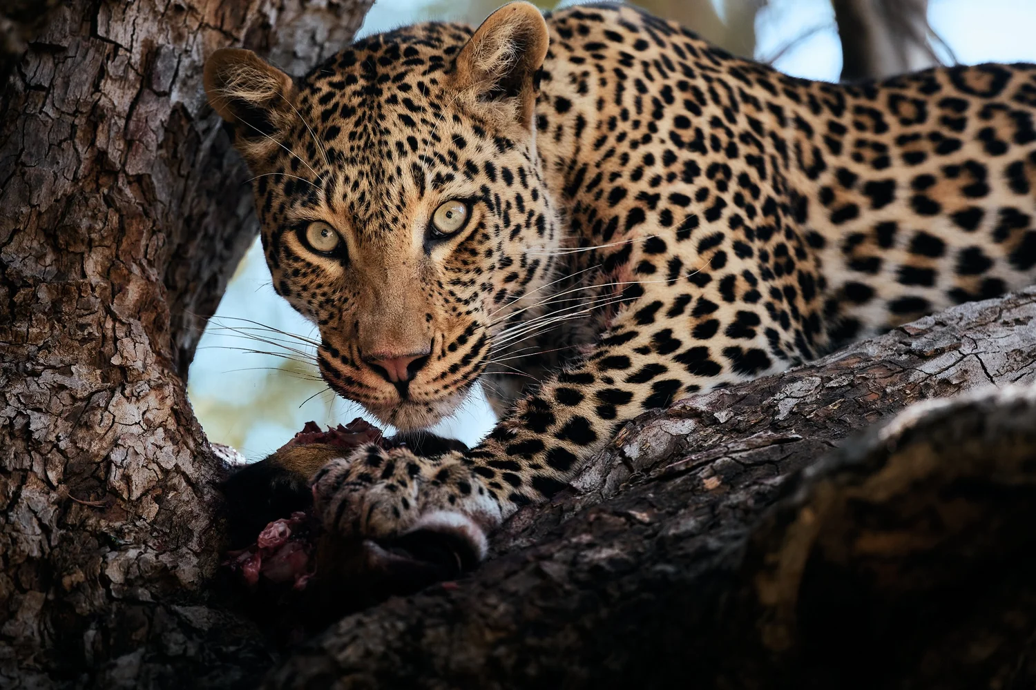 How I Set Up Custom Camera Modes for Wildlife Photography (C1, C2, C3 ...