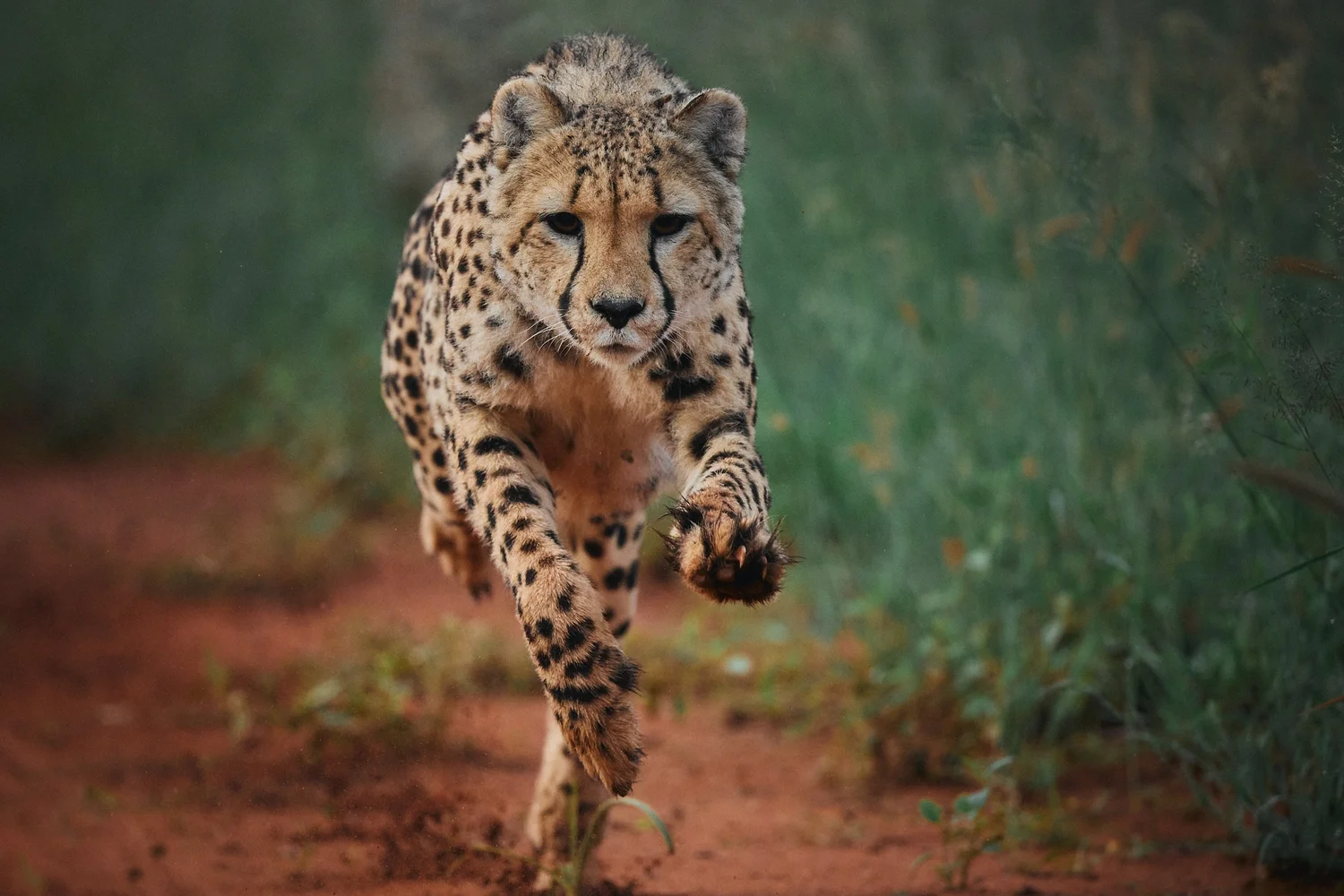 Best Wildlife Photography Cameras for Beginners in 2025 (Top Picks ...